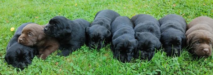 Home [www.bristolcountylabradors.com]