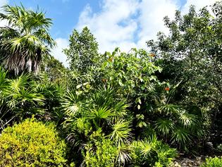 Real Estate Caye Caulker, Real Estate, Homes for Sale Caye Caulker ...