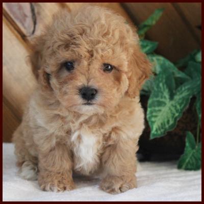 Rolling Meadows Puppies - Poochon Puppies for Sale, Poochon Puppies