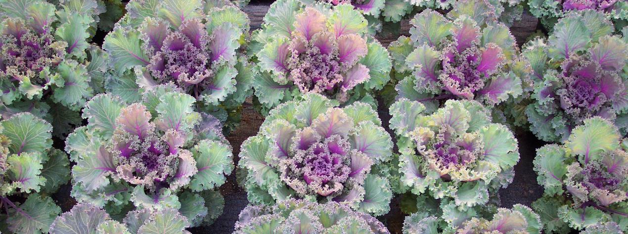 Welcome to WaterField Farms