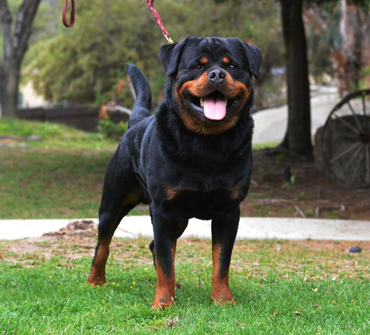 Von Ruelmann Rottweilers inc - German Rottweiler Puppies For Sale ...