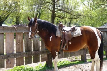 Meet The Horses - Horseback Riding Tipton Iowa City Cedar Valley Stables