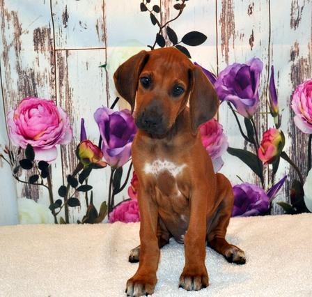 Rhodesian Ridgeback Puppies for Sale FL | Chioke Rhodesians