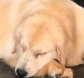 Home [www.boulderridgekennels.com]