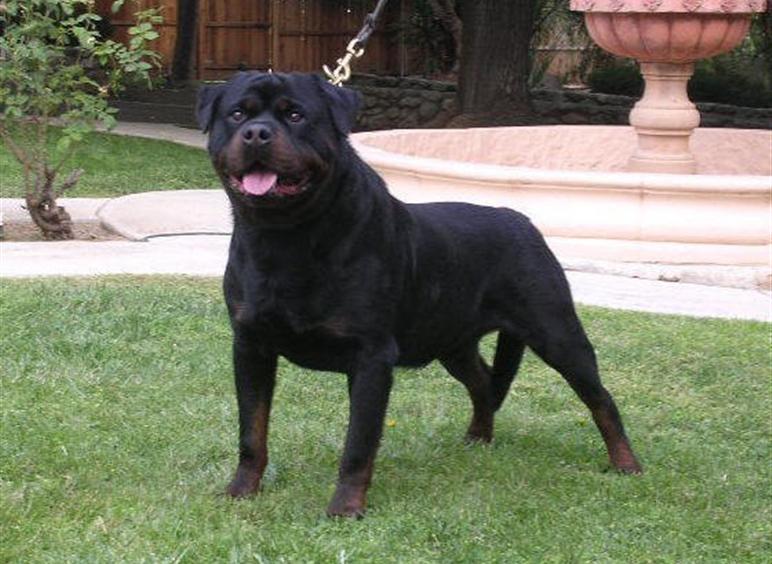 Tough Vom Hause Neubrand