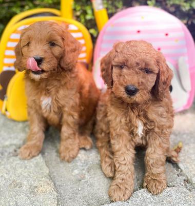 Goldendoodle Puppies for Sale Massachusetts - American Goldendoodle