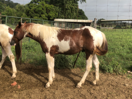 Horses for Sale | Whiskey Canyon Ranch