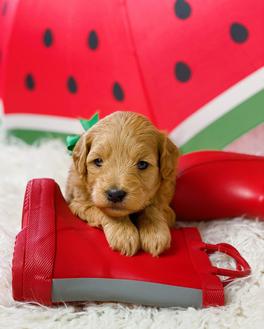 Goldendoodle Puppies for Sale Massachusetts - American Goldendoodle
