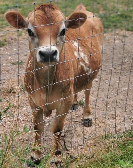 Mini Jersey Calves - Haven Heritage Farm & Dairy