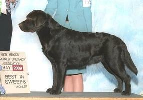 Home [www.quailchaselabradors.com]