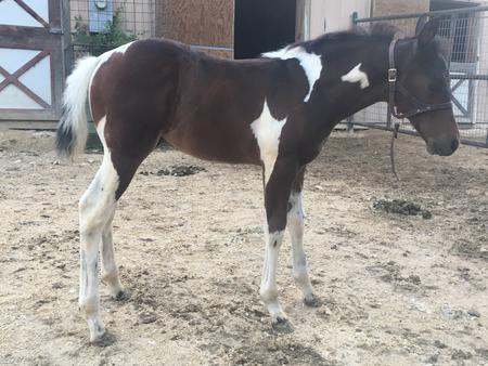 Horses for Sale | Whiskey Canyon Ranch