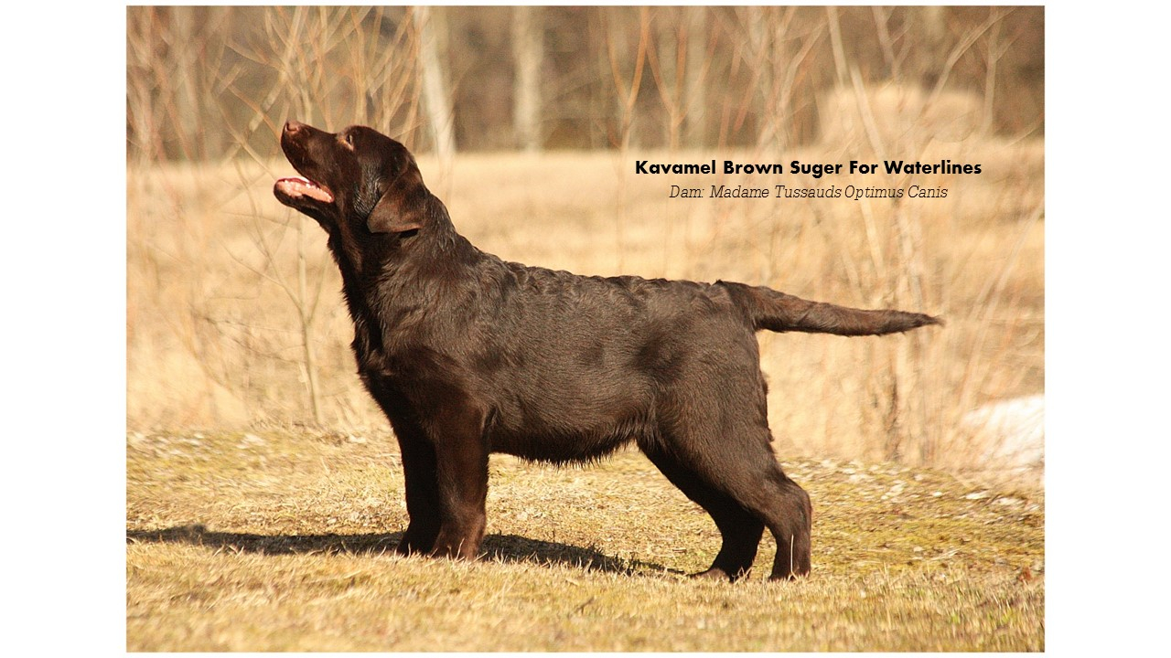 Where Is Greenstone Labradors Located