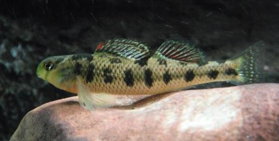 Variegate Darter