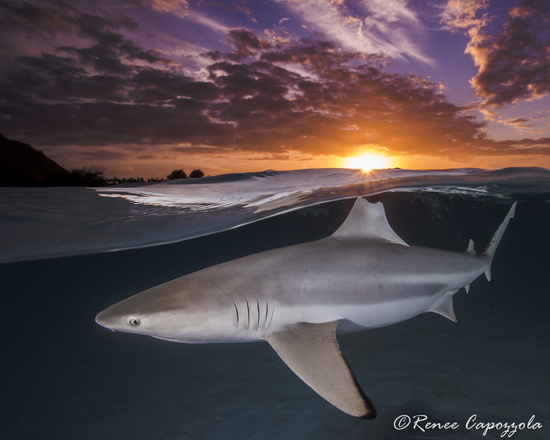 Underwater Shark Photography
