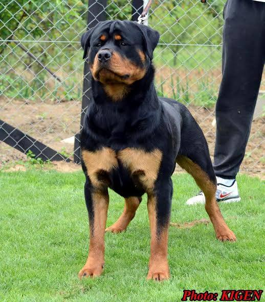 Welcome [www.drycreekrottweilers.com]