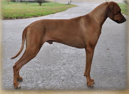 Chioke Rhodesians: AKC Rhodesian Ridgeback Breeders in Florida & Tn