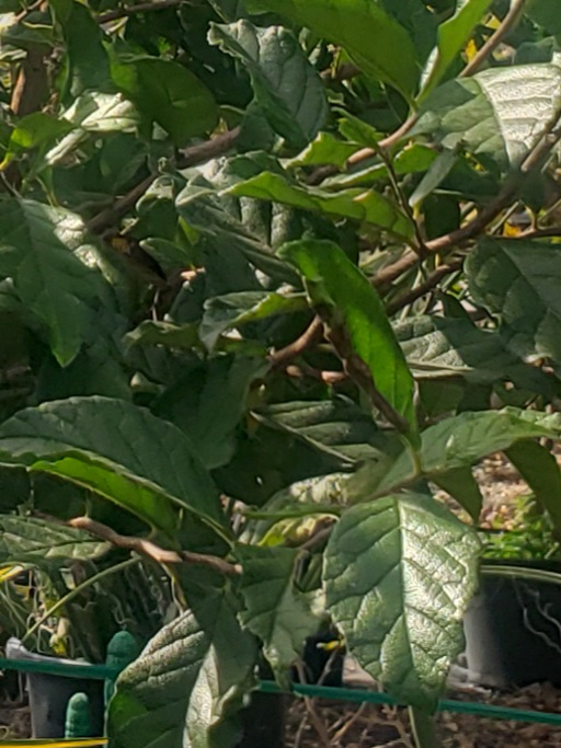 Buy Anacua Tree in Helotes - Wilson Landscape Nursery