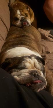 Home [smilingdogfarms.com]