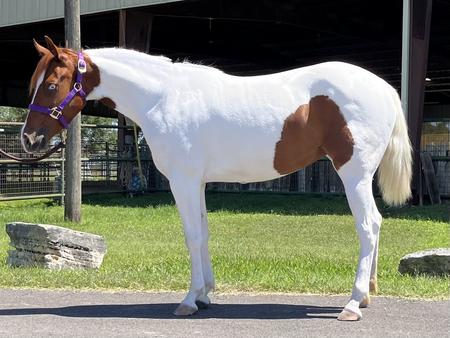 Horses for Sale | Whiskey Canyon Ranch