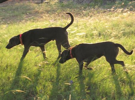 Blue Lacy - Magnum Blue Lacy Dogs