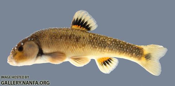 Largescale Stoneroller