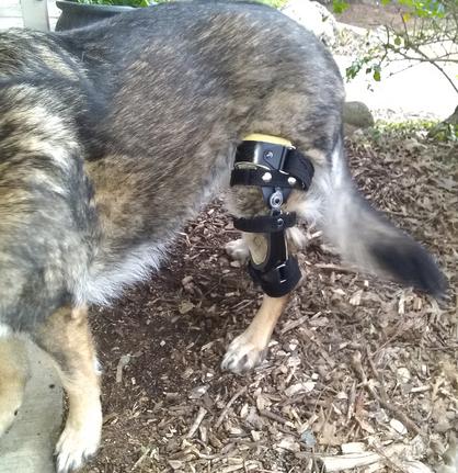 Home [www.veterinaryrehabtechnologies.com]