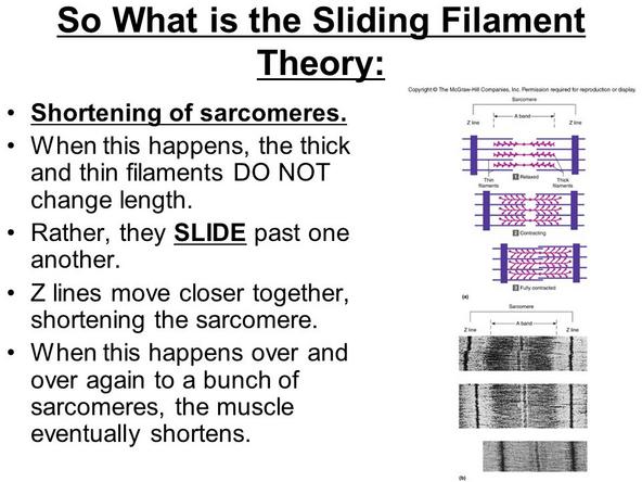 Muscle Physiology