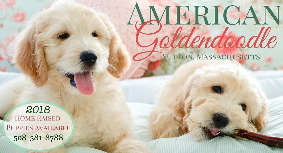 Goldendoodle Puppies for Sale Massachusetts - American Goldendoodle