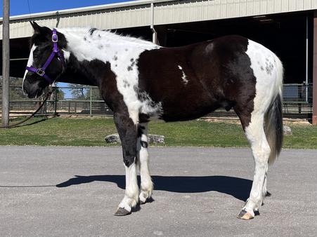 Horses for Sale | Whiskey Canyon Ranch