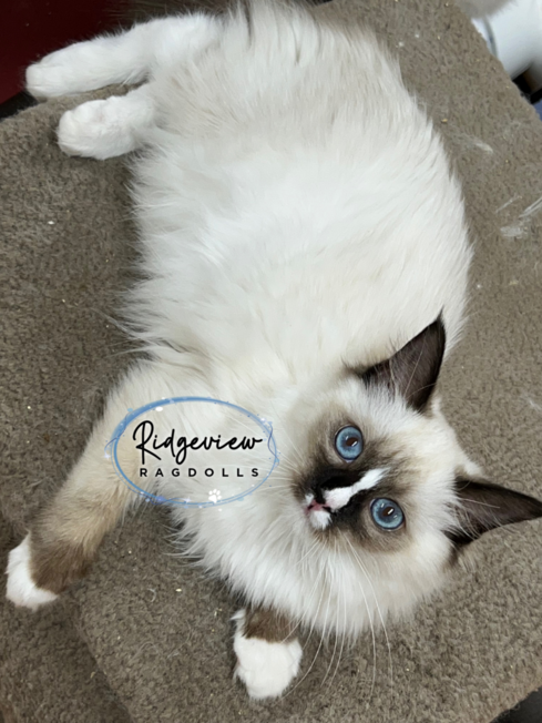 Ragdoll Kittens for sale