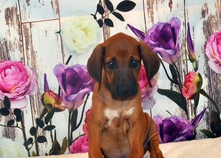 Rhodesian Ridgeback Puppies for Sale FL | Chioke Rhodesians