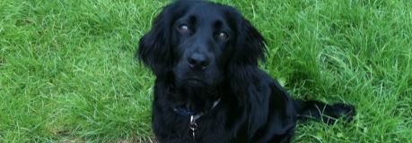 Invicta Animal Health