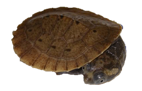 Side-necked turtles (Pleurodira) and Snake-necked turtles (Chelodina)