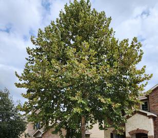 top 4 best fast growing shade trees for san antonio, Helotes, Austin ...