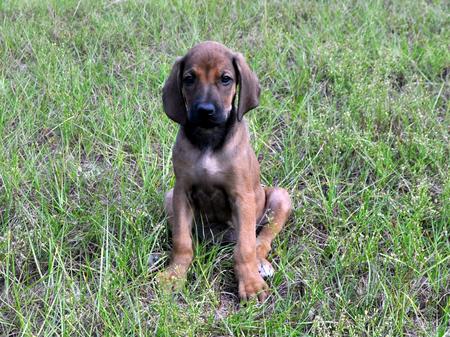Rhodesian Ridgeback Puppies for Sale FL | Chioke Rhodesians