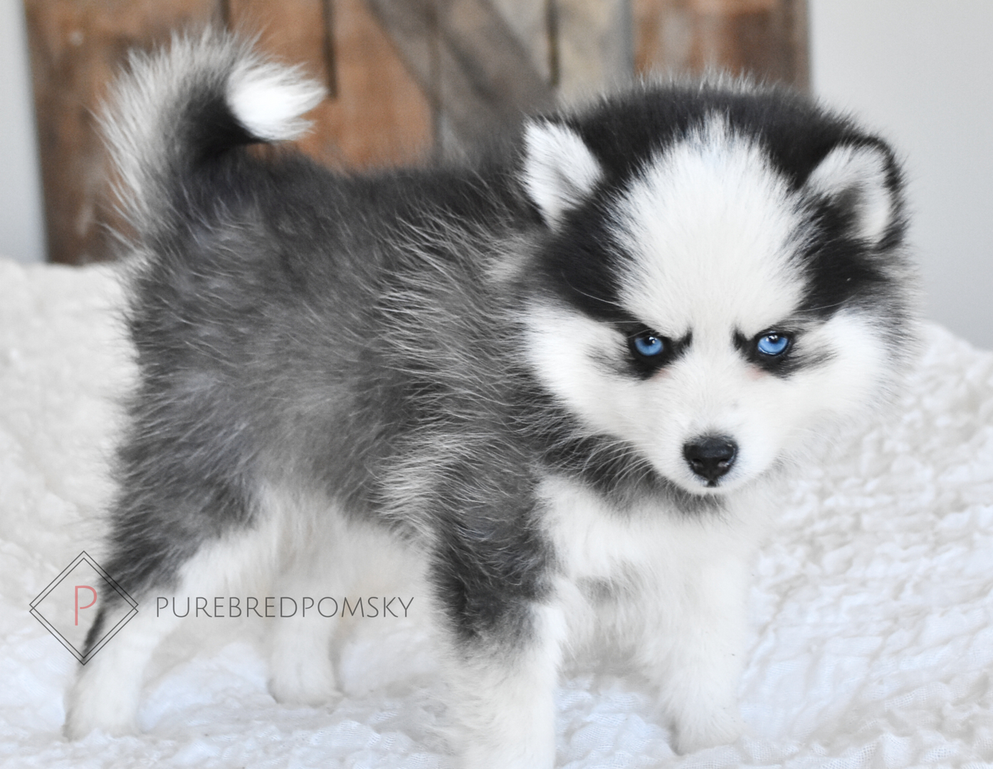 How Much Are Pomsky Puppies For Sale