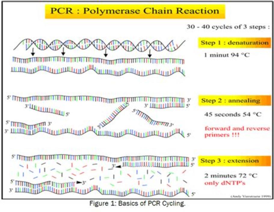 PCR
