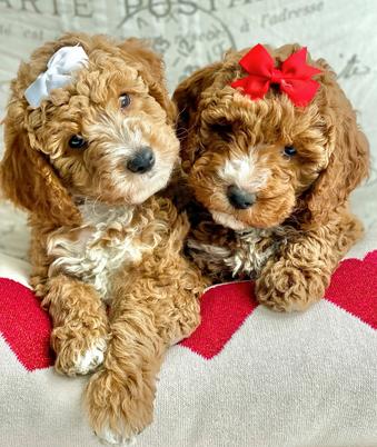 Goldendoodle Puppies for Sale Massachusetts - American Goldendoodle