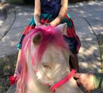 Pretty Pony Parties Houston Tx