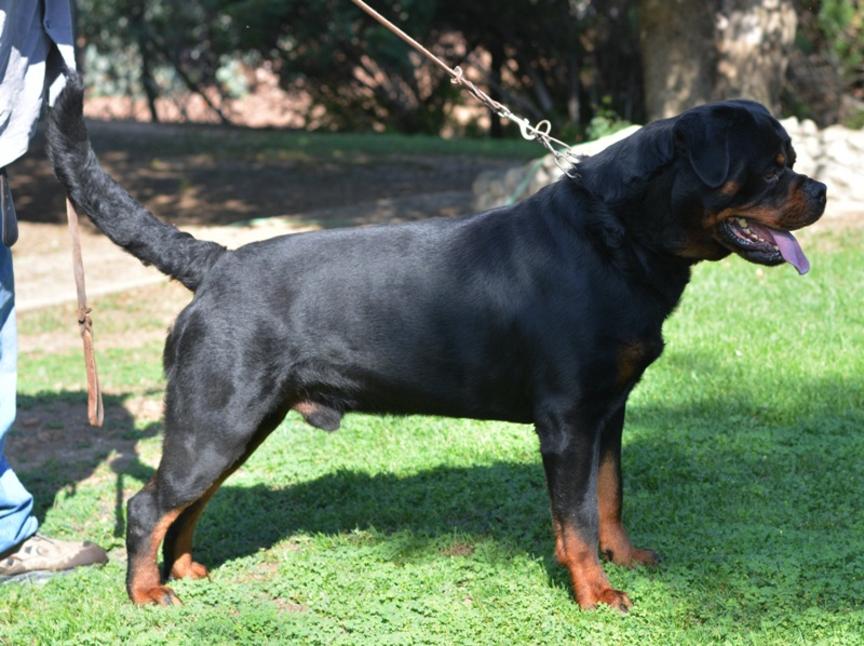 Von Ruelmann Rottweilers inc - German Rottweiler Puppies For Sale ...
