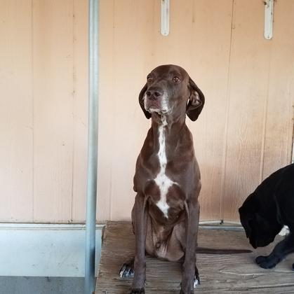 Home [www.sundancerlabs.com]