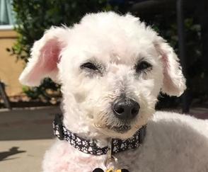 Tails of Gray Senior Dog Rescue available dogs