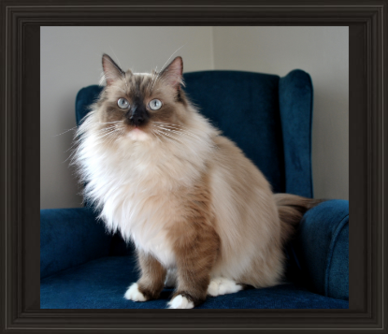 Remarkable Ragdolls | Utah Ragdoll Breeder
