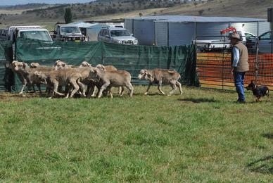 Home [www.nimmitabelshow.com.au]