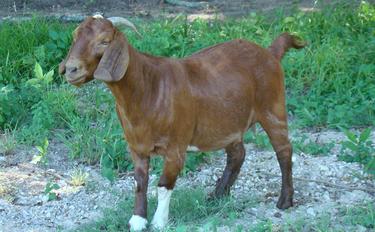 Dappled/Spotted Boer Goats