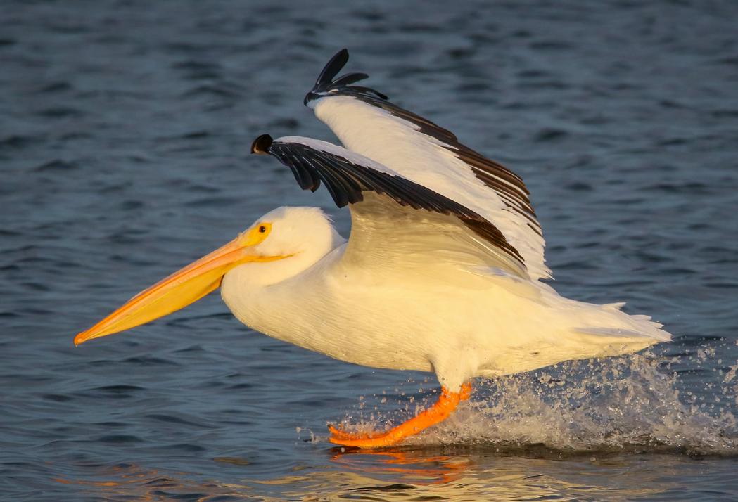 Wings Over Water Wildlife Festival - Wildlife Tours, Nature Education