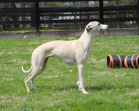Our Whippets