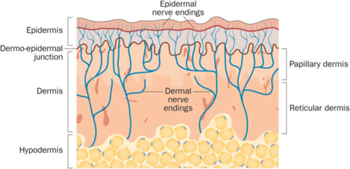 Integumentary system