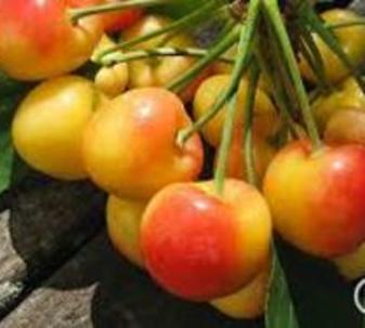 Mận cherry, bán mận cherry Mỹ uy tín chất lượng giá rẻ tại Hà Nội