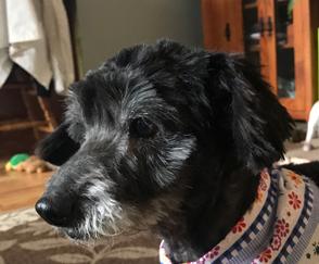 Tails of Gray Senior Dog Rescue available dogs